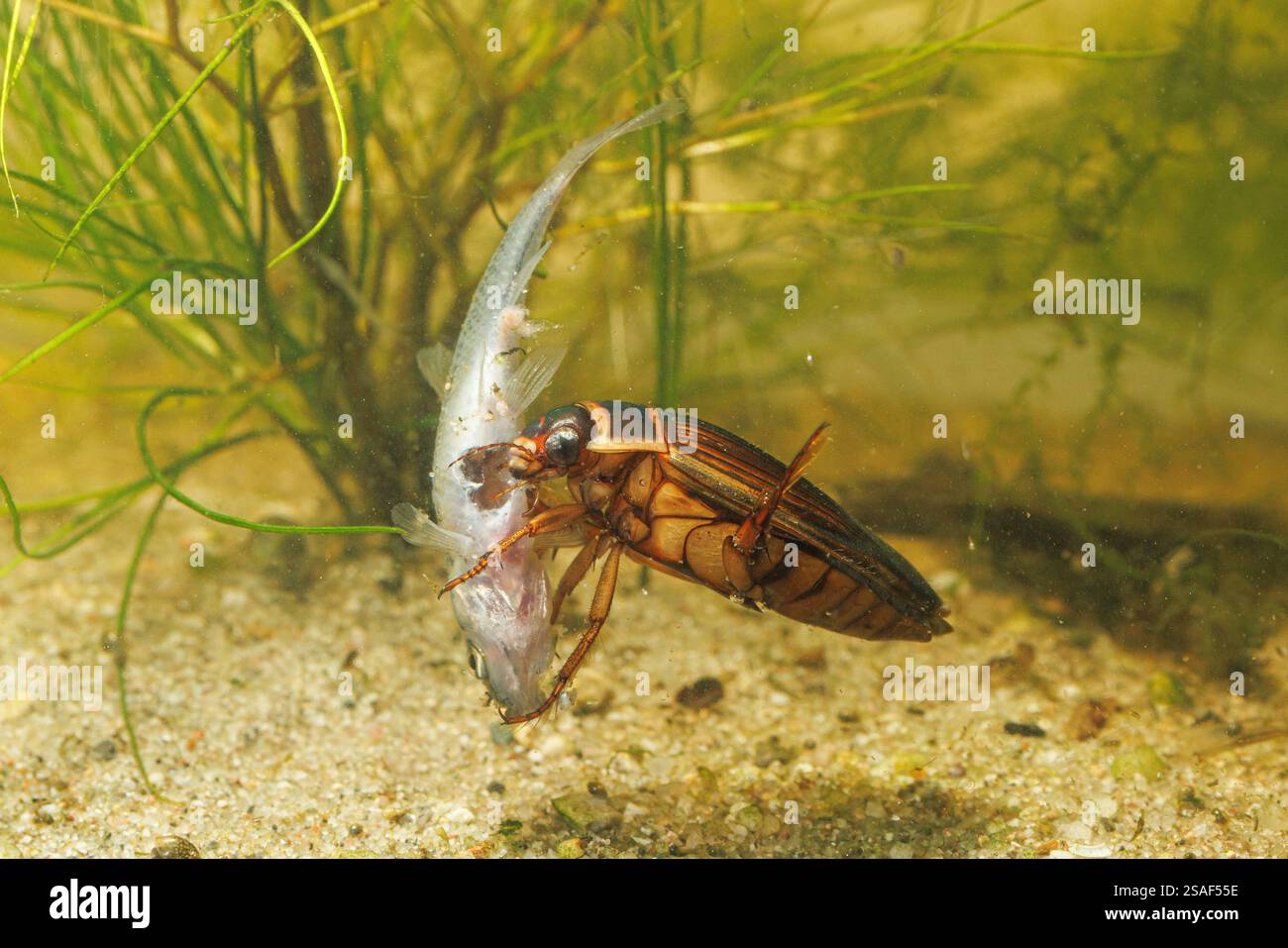 Great diving beetle (Dytiscus marginalis), female eating the intestines ...