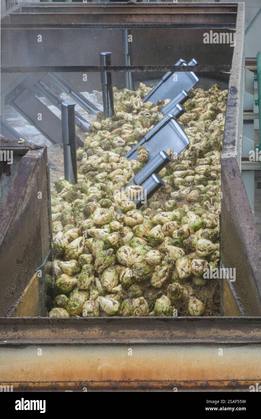 Sugar beet, Sugar-beet, Beet root, Sugar-beet root (Beta vulgaris var ...