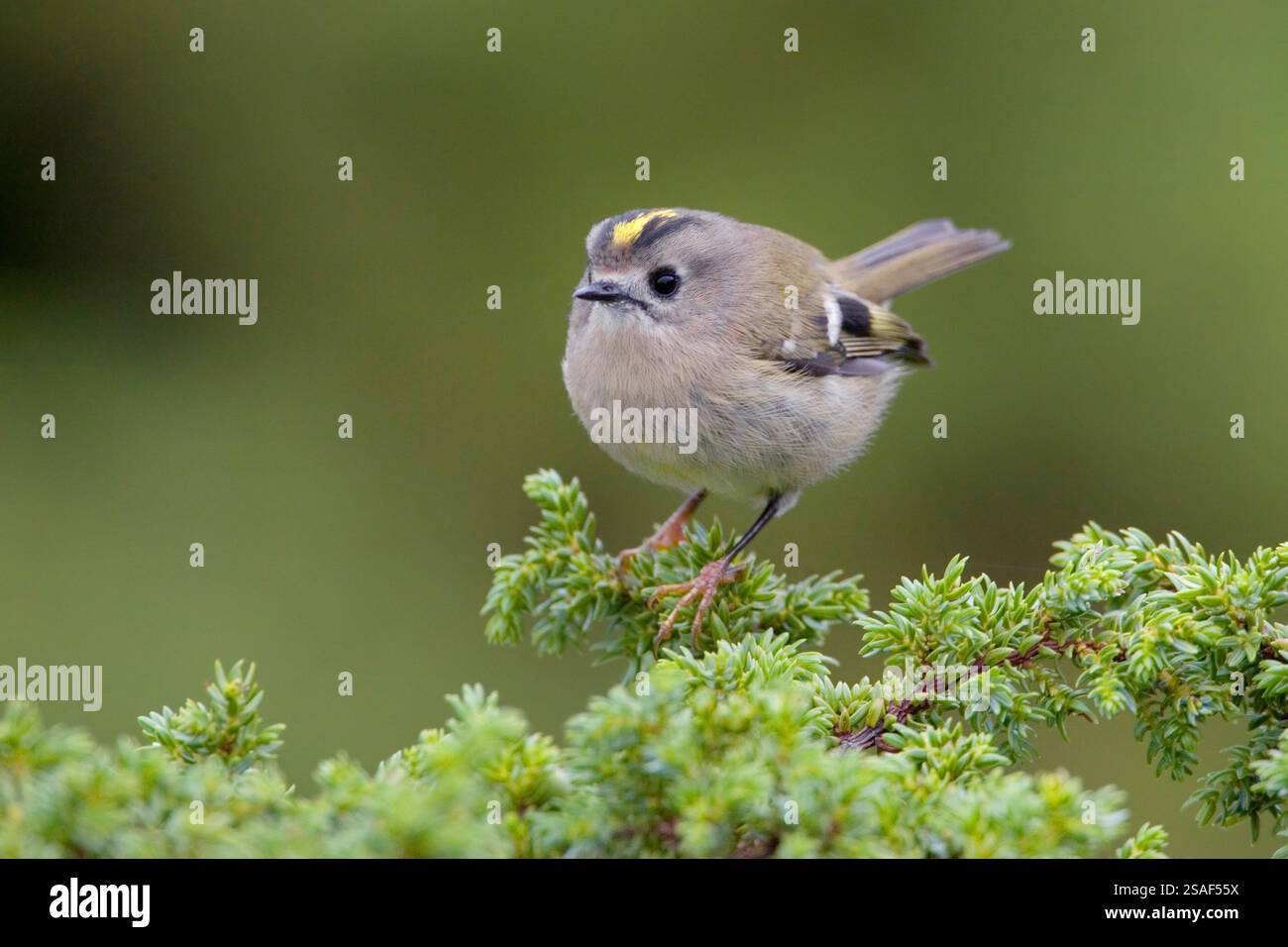 kinglet, São Miguel goldcrest, Estrelinha-de-poupa, goldcrest, Azores Kinglet (Regulus regulus ...