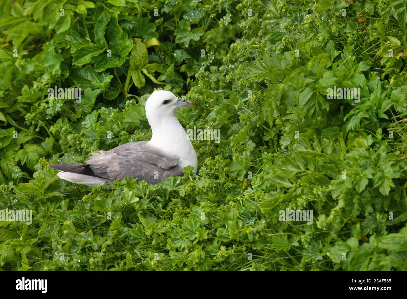 Northern fulmar, Arctic fulmar (Fulmarus glacialis), adult sitting on ...