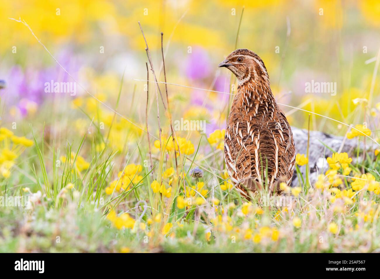 common quail, European quail (Coturnix coturnix), male standing in a ...