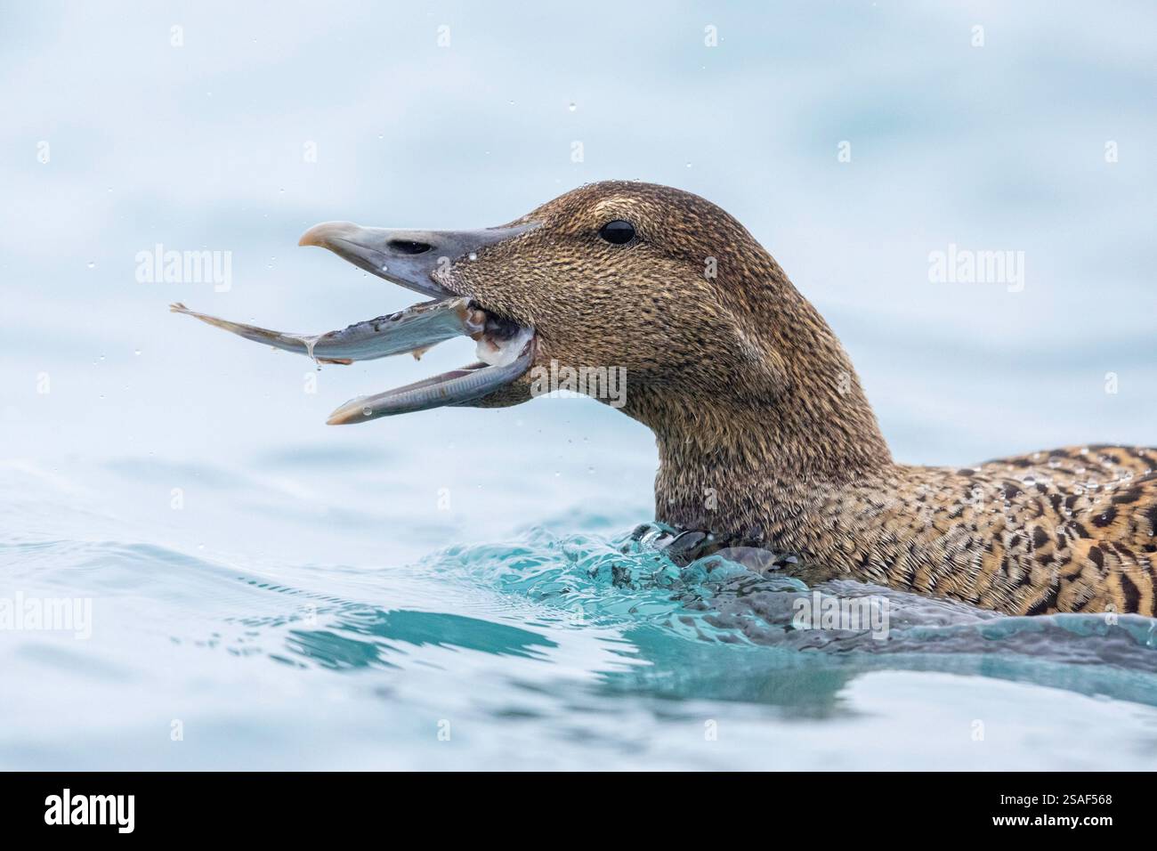 Common eider, St. Cuthbert's duck, Cuddy's duck (Somateria mollissima ...