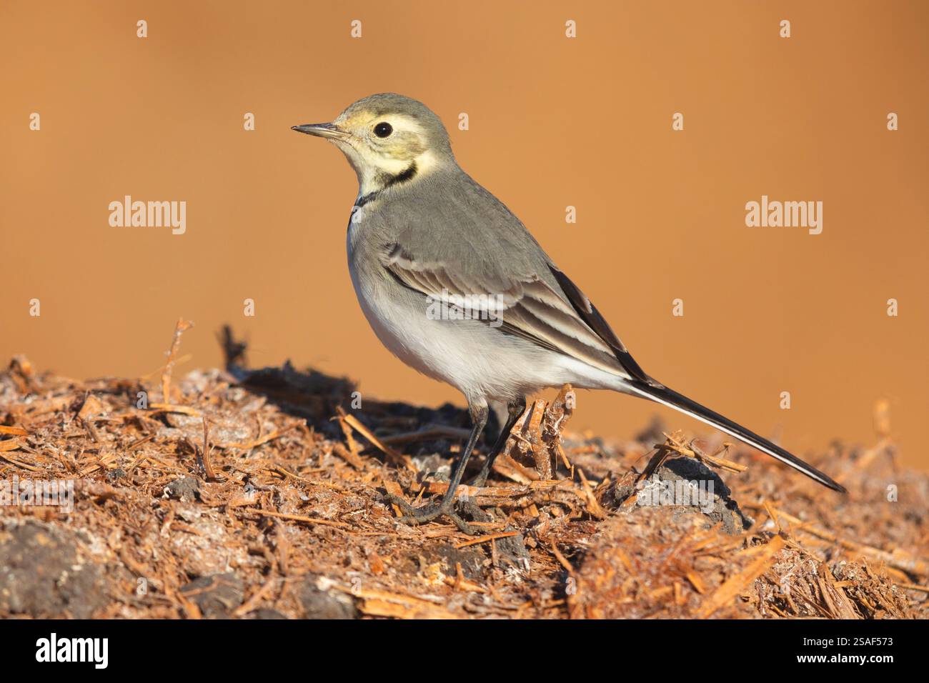 wagtail, white wagtail (Motacilla alba), first winter juvenile standing ...