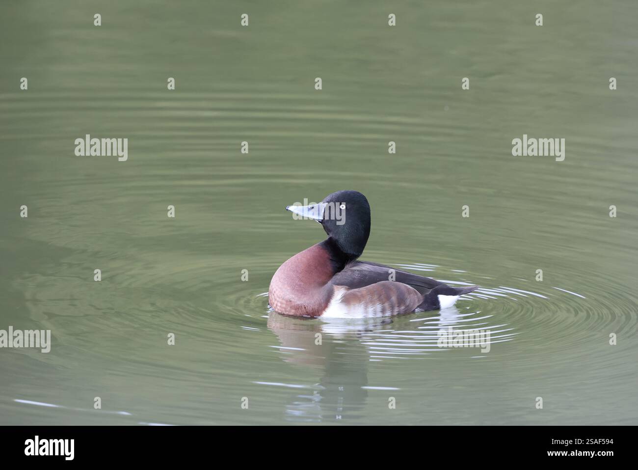 Baer's pochard or Siberian pochard or Siberian white-eye (Aythya baeri ...