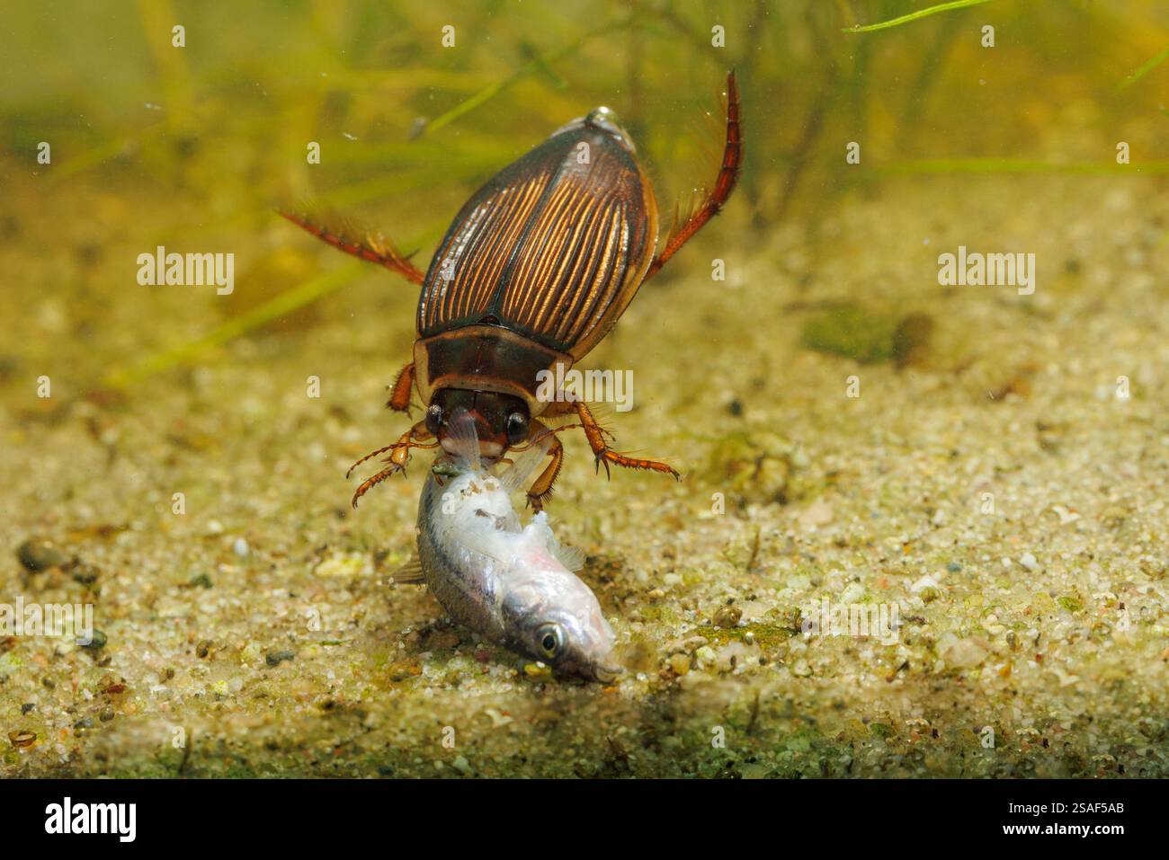 Great diving beetle (Dytiscus marginalis), female eating from a stone ...