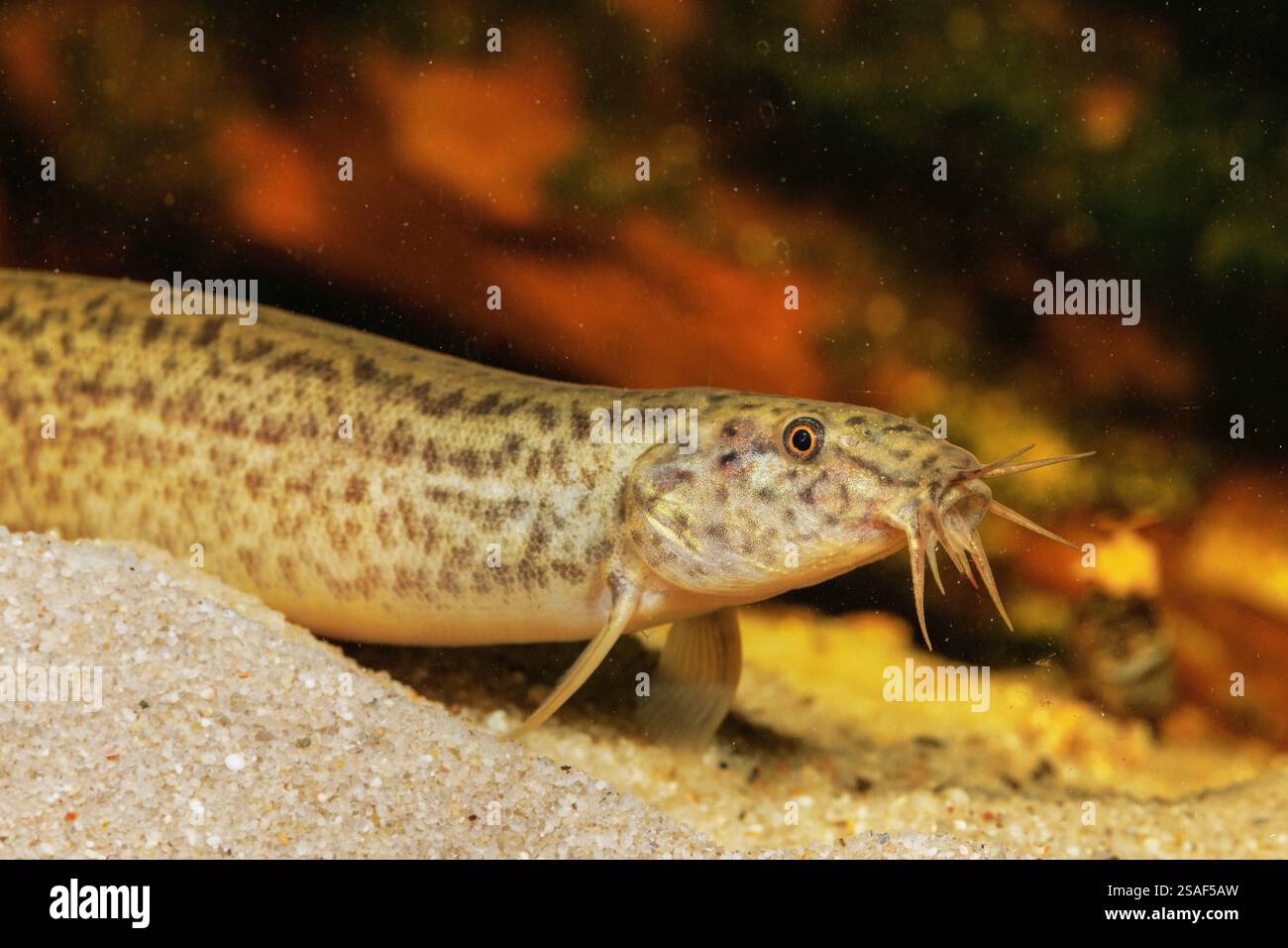 Pond loach hi-res stock photography and images - Alamy