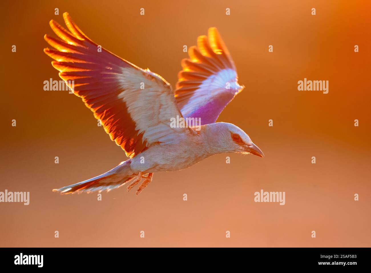 European roller, roller; blue roller, common roller, Eurasian roller ...