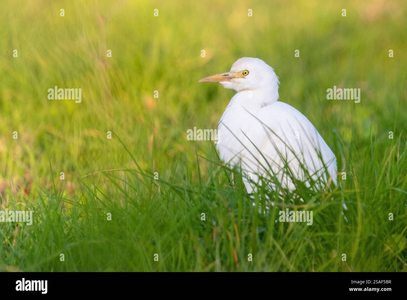 cattle egret, buff-backed heron, western cattle egret (Ardeola ibis ...