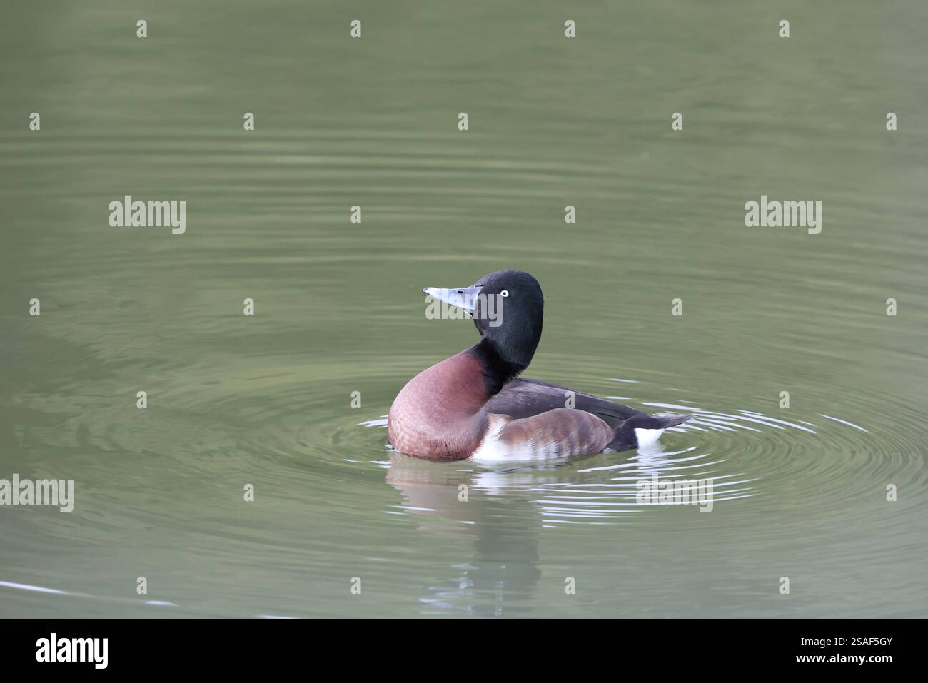 Baer's pochard or Siberian pochard or Siberian white-eye (Aythya baeri ...