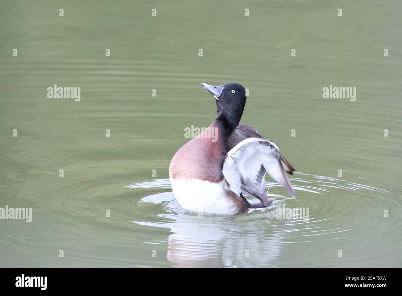Baer's pochard or Siberian pochard or Siberian white-eye (Aythya baeri ...