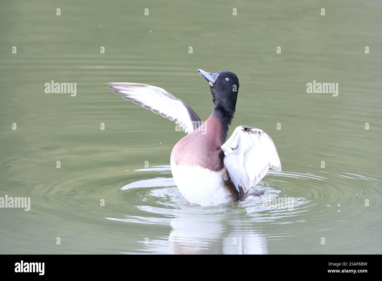 Baer's pochard or Siberian pochard or Siberian white-eye (Aythya baeri ...