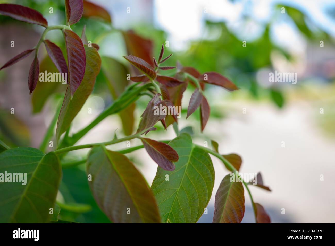 Revealing hints of hi-res stock photography and images - Alamy