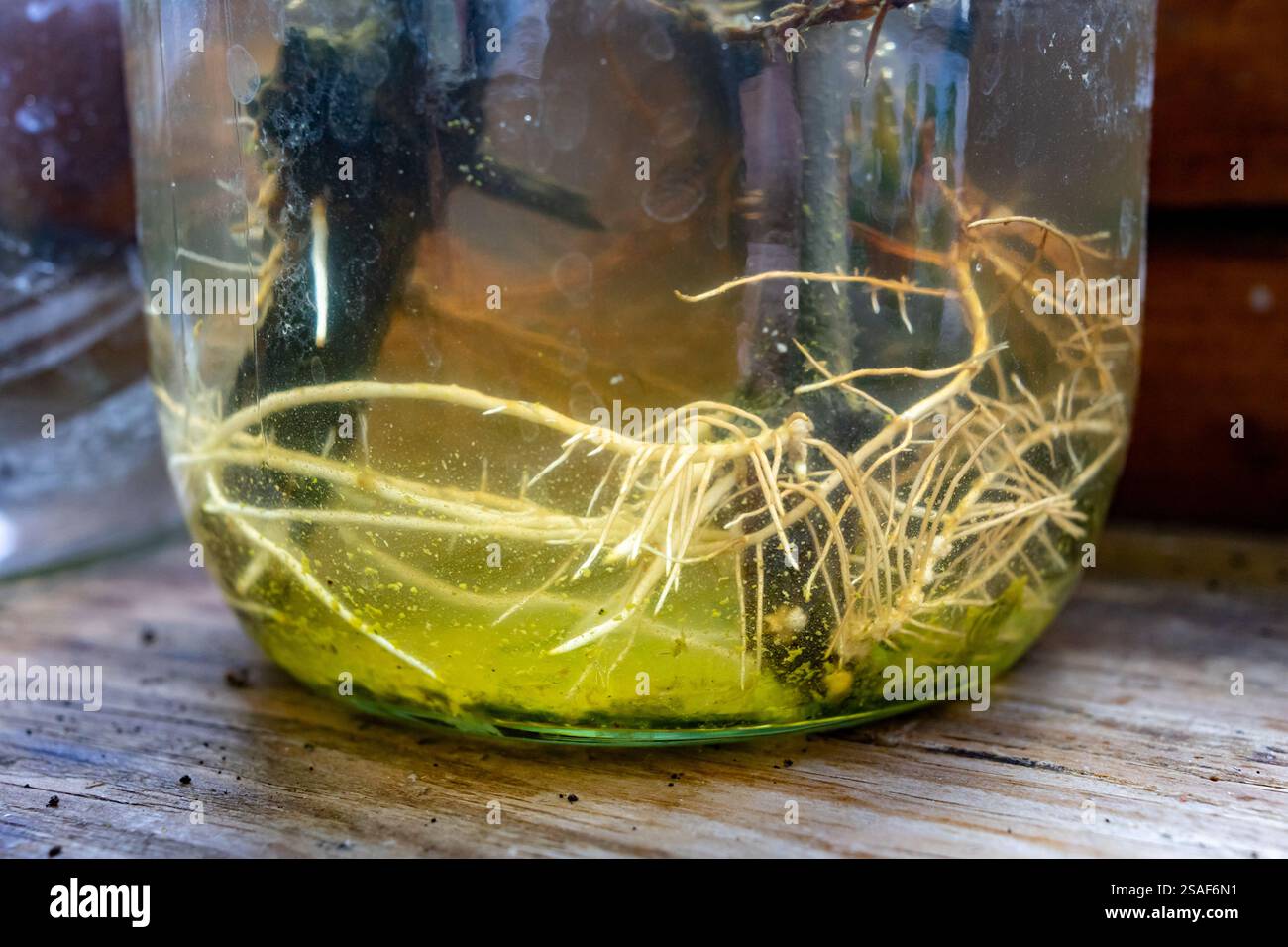 A close-up view reveals delicate plant roots thriving in a transparent ...