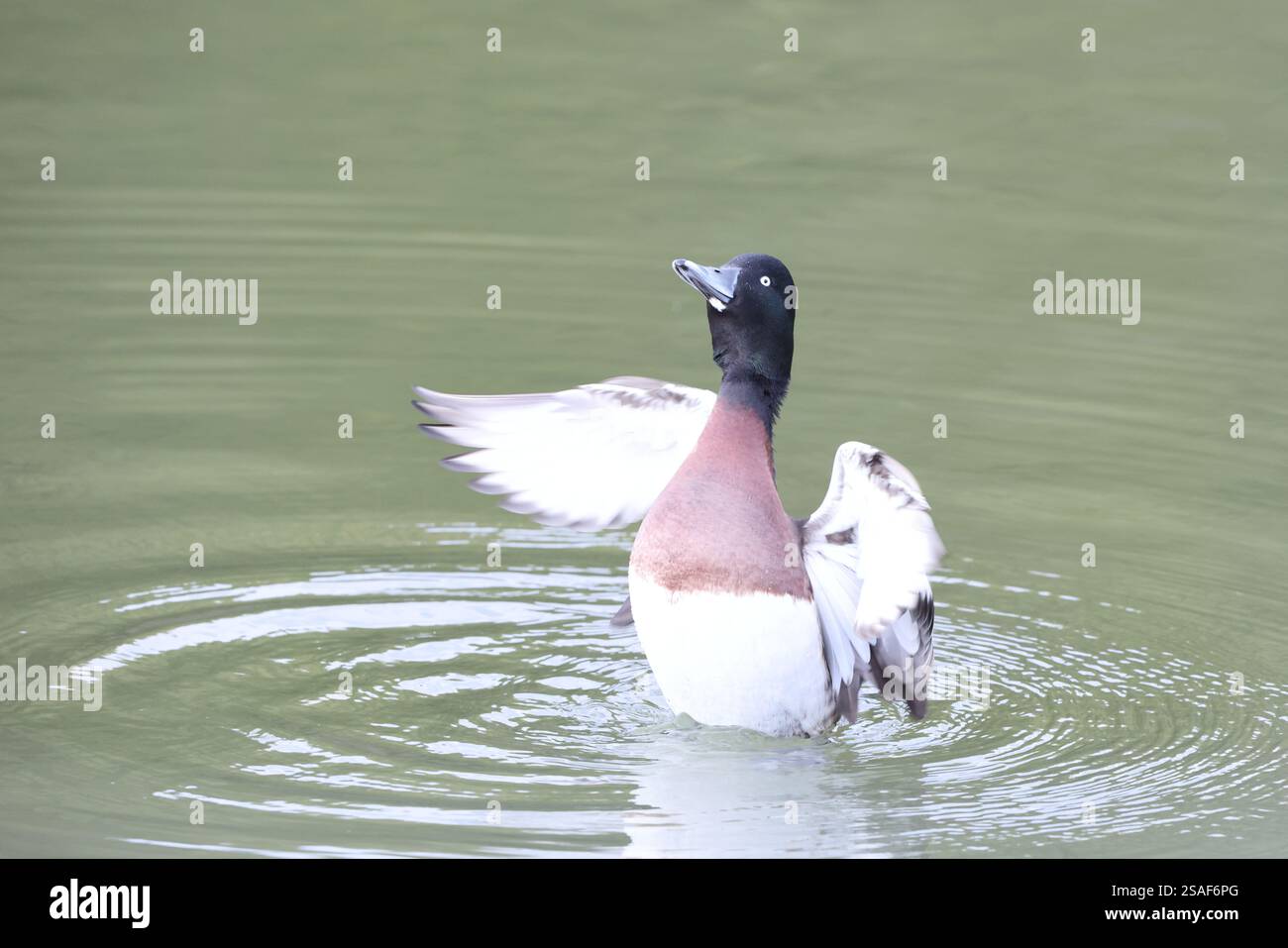 Baer's pochard or Siberian pochard or Siberian white-eye (Aythya baeri ...