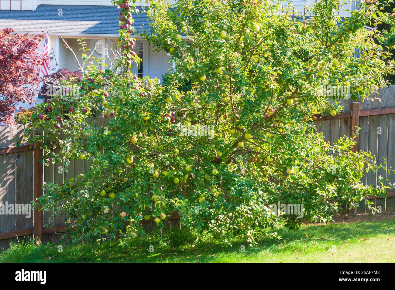 Apple varieties washington hi-res stock photography and images - Alamy