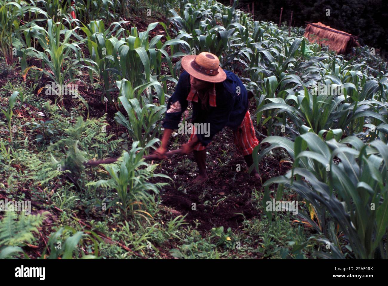 Mayan people corn field hi-res stock photography and images - Alamy