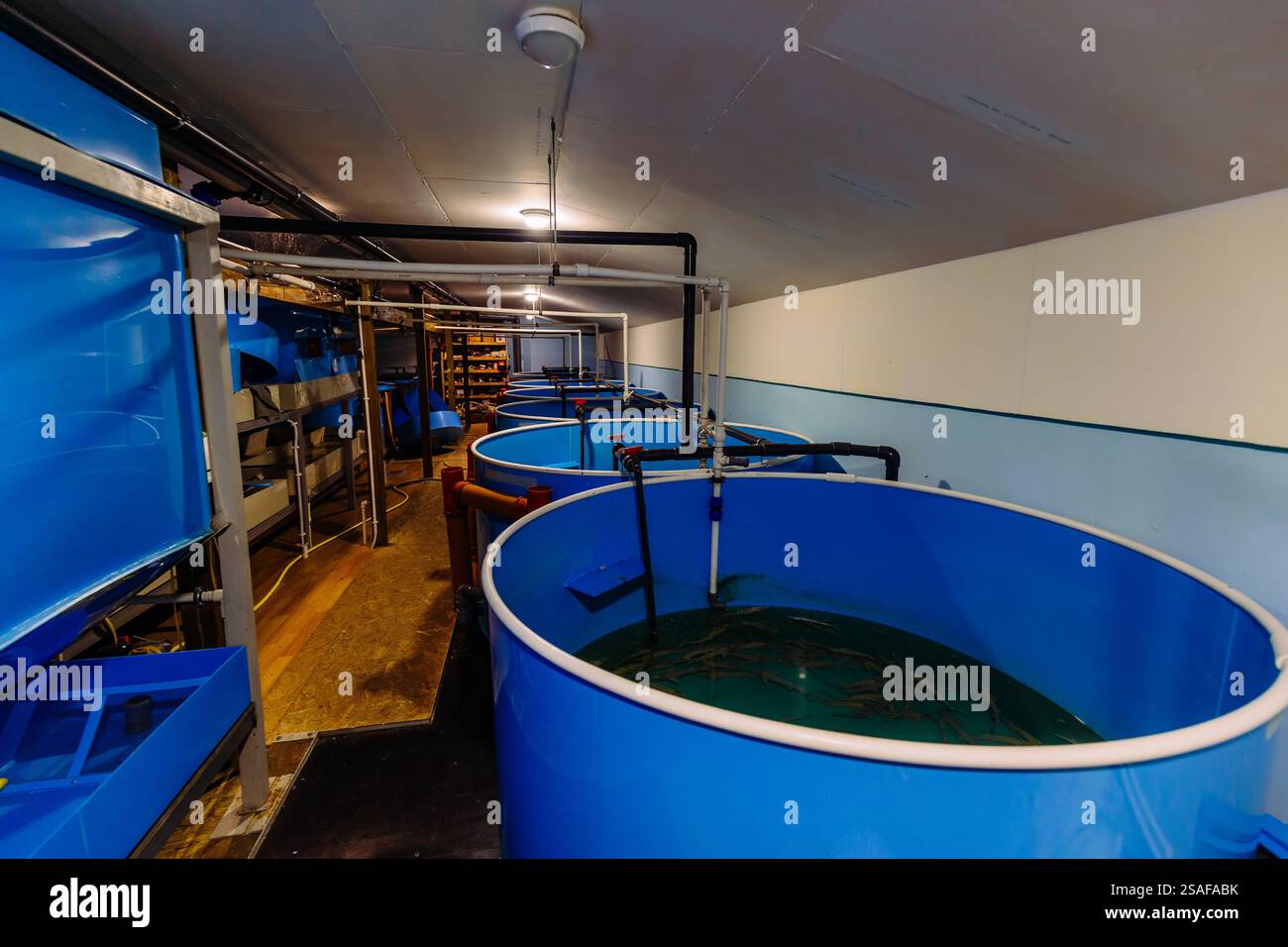 Round water basins with automatic feeding and water recirculation for ...