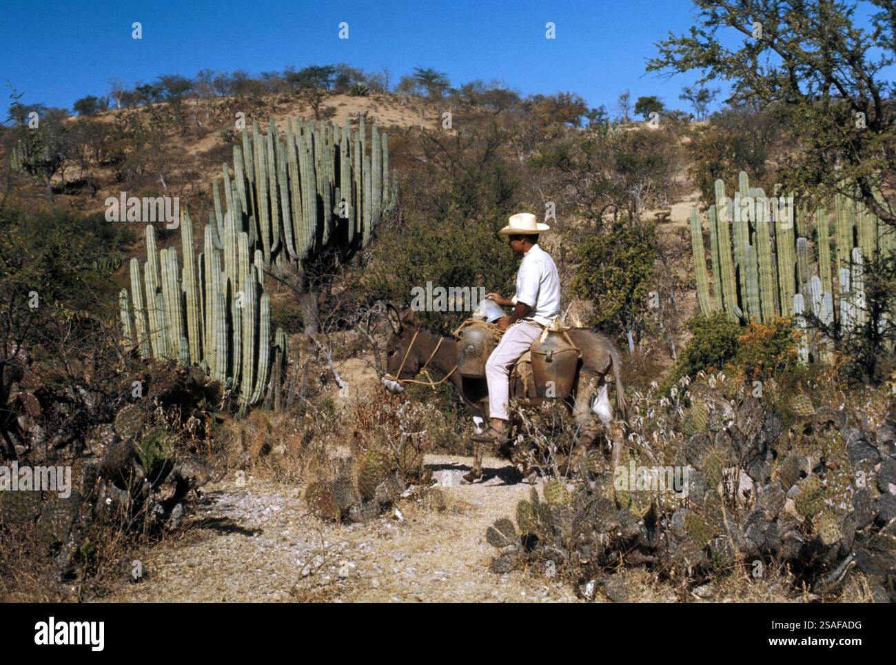 Mexico, southern Puebla State, xerophytic thorn scrub vegetation with ...