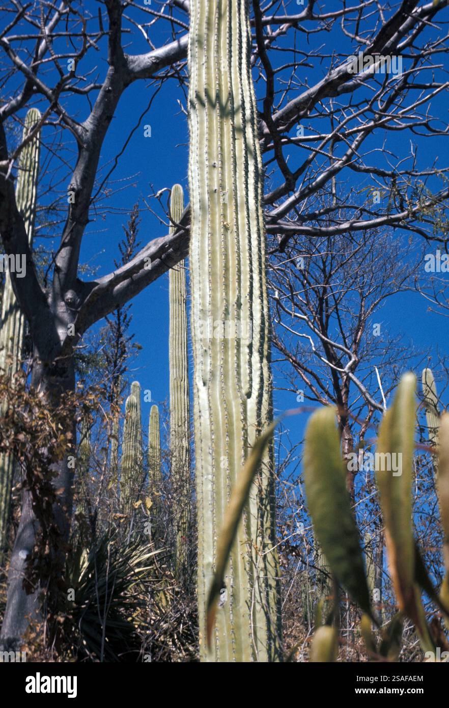 Mexico, southern Puebla State, xerophytic thorn scrub vegetation with cacti (Cephalocereus ...