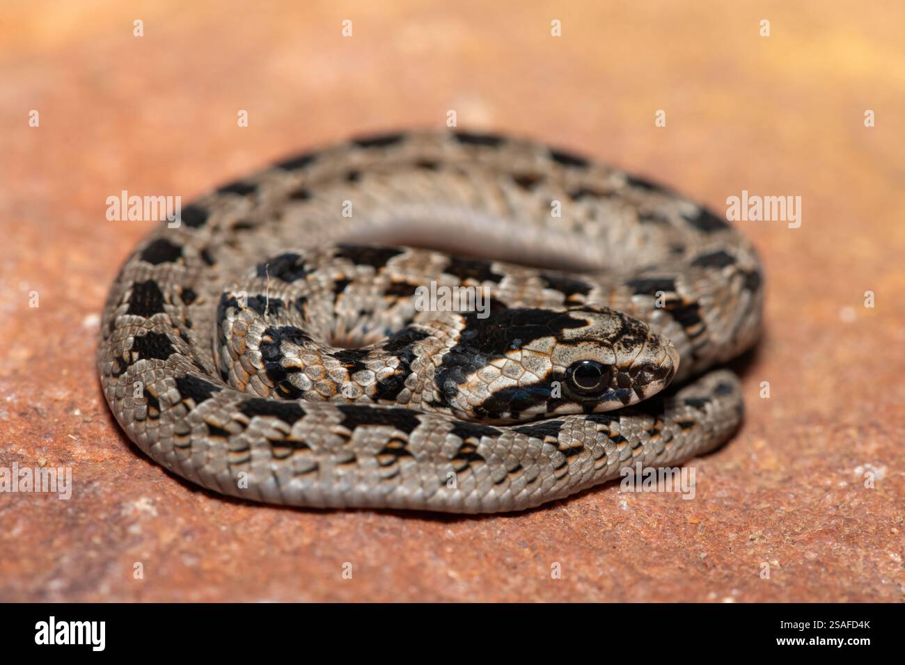 A cute juvenile rhombic night adder (Causus rhombeatus) in the wild ...