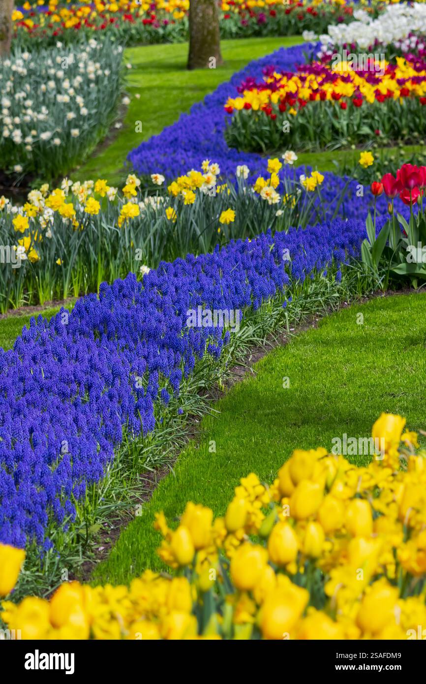 Scenic Keukenhof gardens in Lisse, Netherlands with bright flower display in the spring time ...