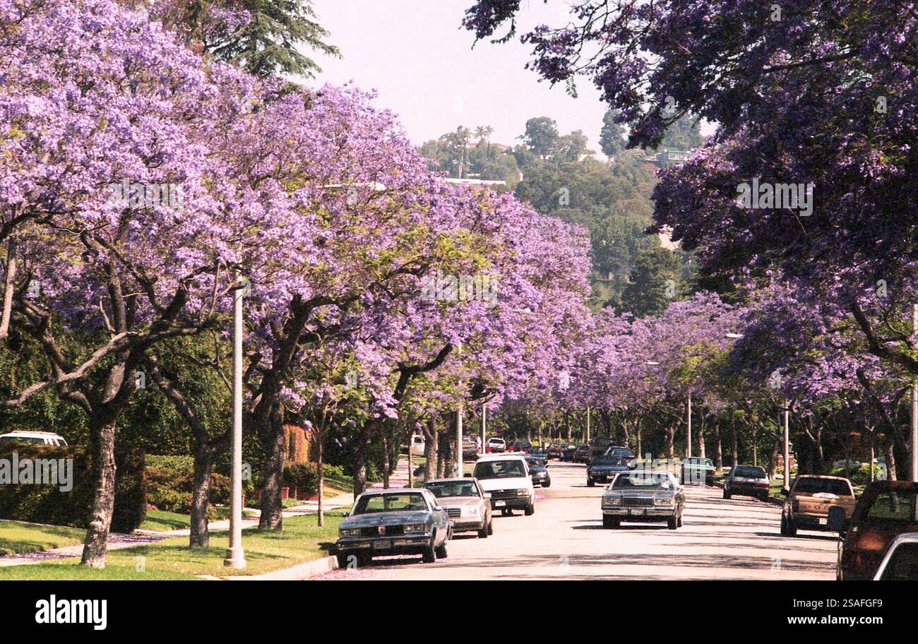 Los Angeles, CA, USA, cca. 1992. Jacaranda trees in bloom in the ...