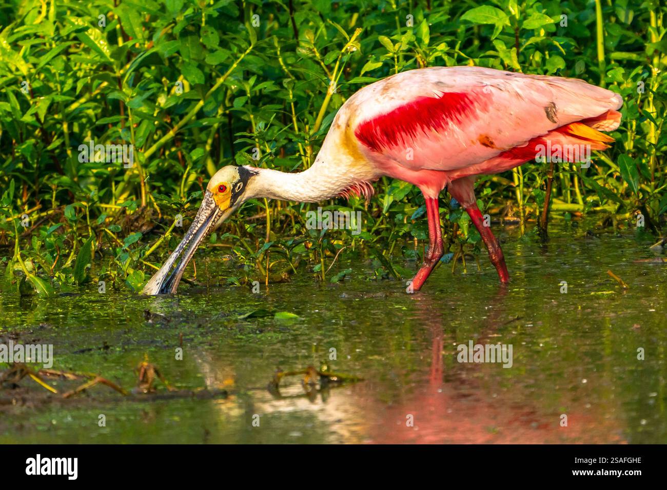 USA, Louisiana, Evangeline Parish. Roseate spoonbill feeding in swamp ...