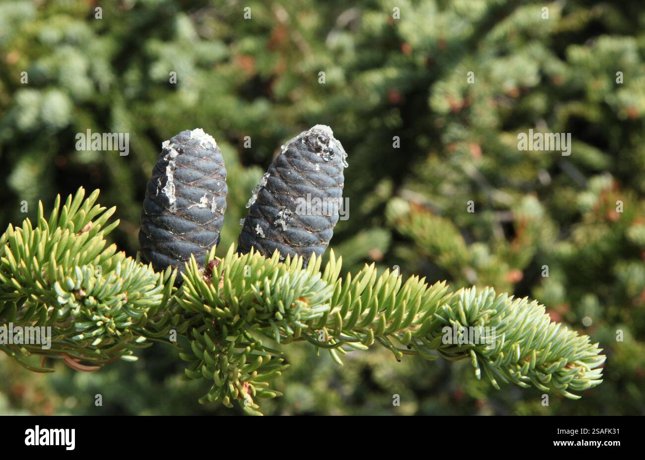 Subalpine Fir (Abies lasiocarpa) blue cones with pitch on a tree in ...