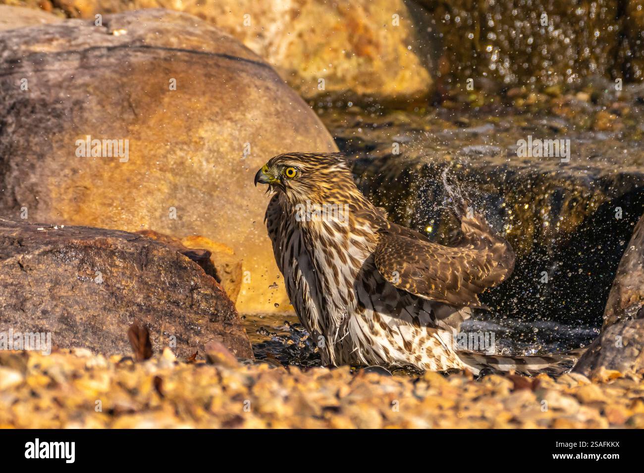 USA, New Mexico, Sandoval County. Cooper's hawk bathing in backyard ...