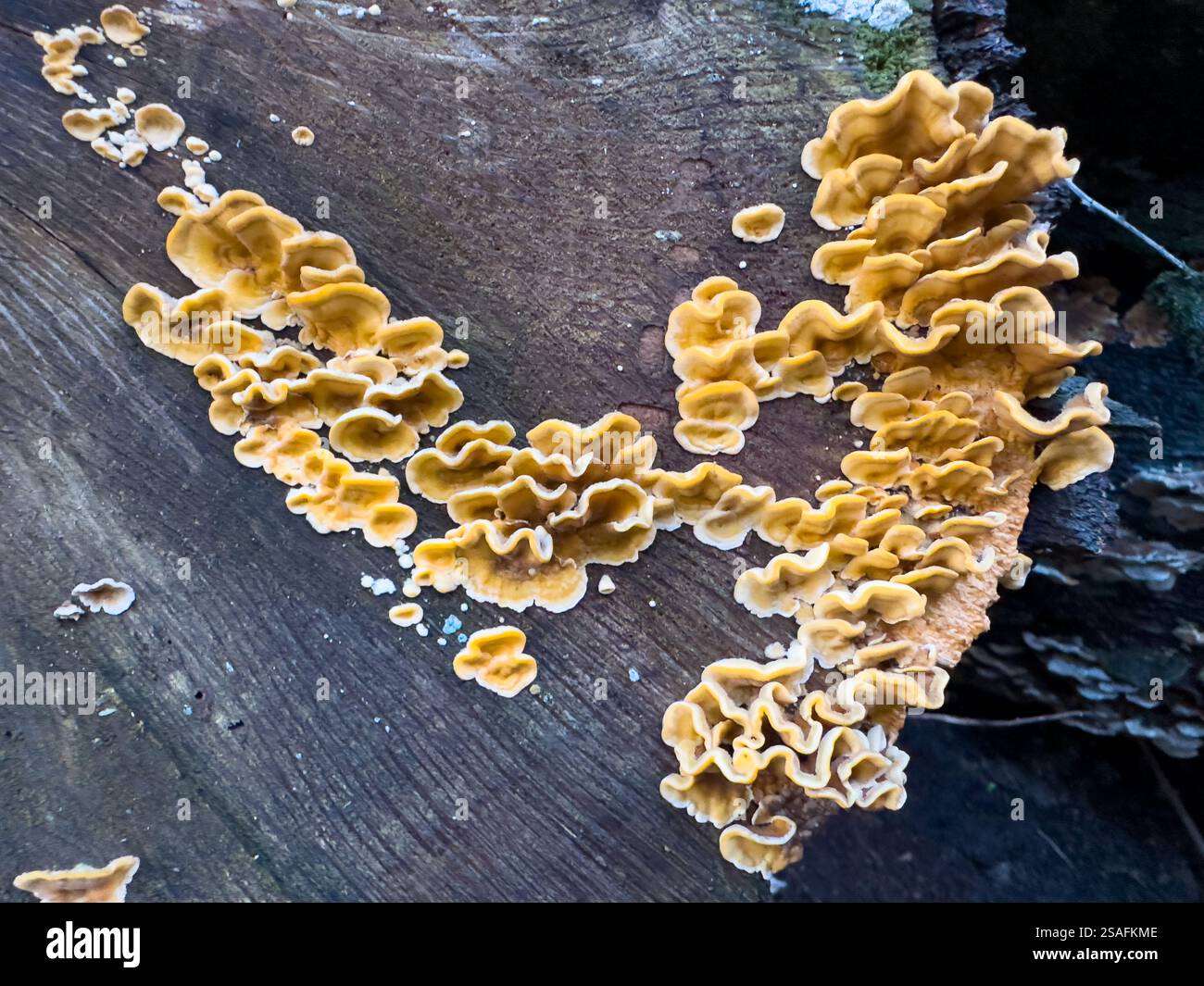 Golden-brown fungi form intricate patterns on a decaying log ...