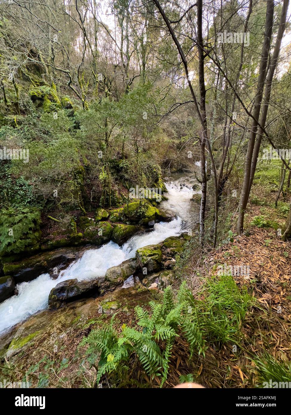 A rushing river cuts through a mossy forest landscape near Cascata do ...