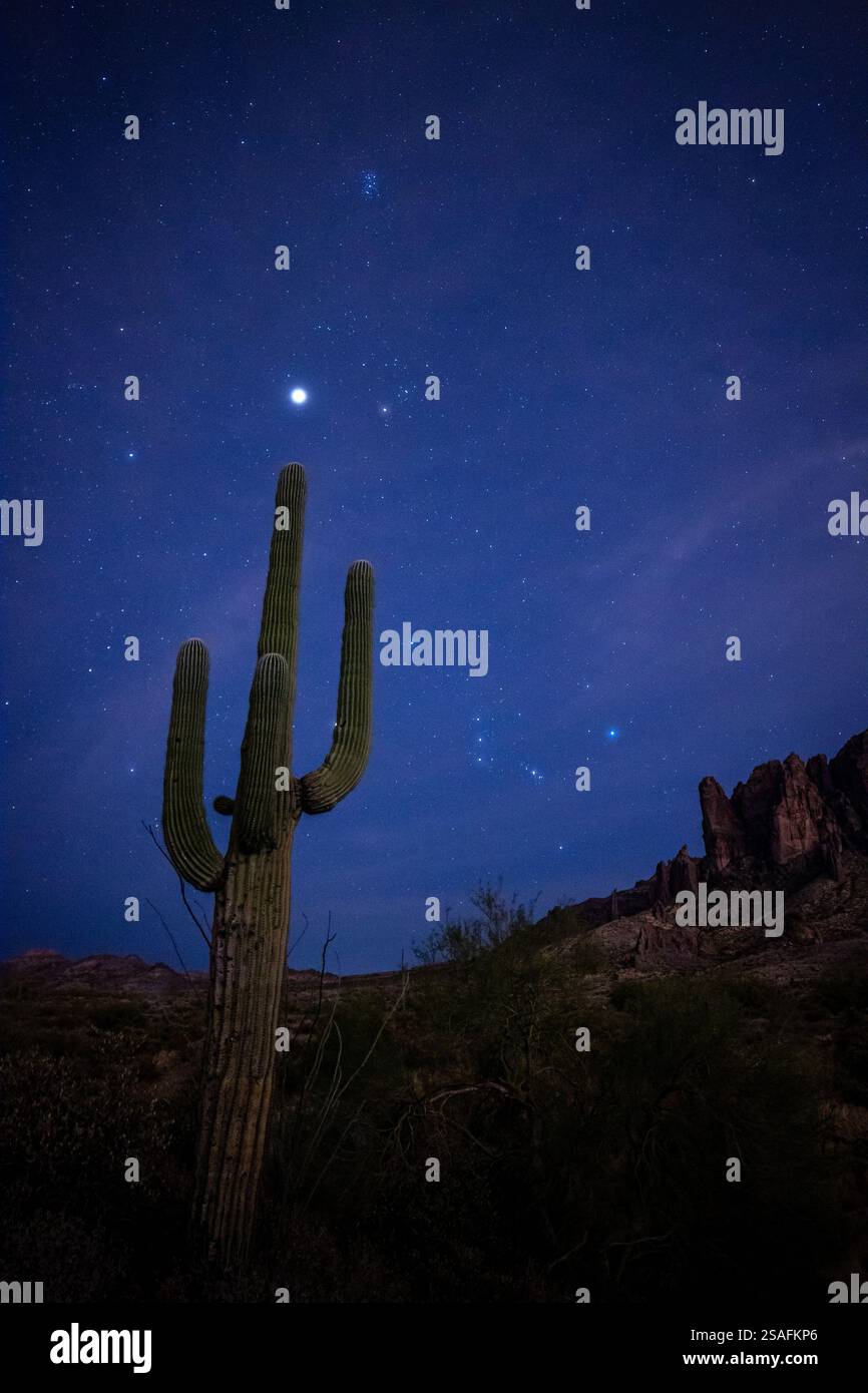 A nighttime saguaro cactus silhouetted against a star-filled sky at ...