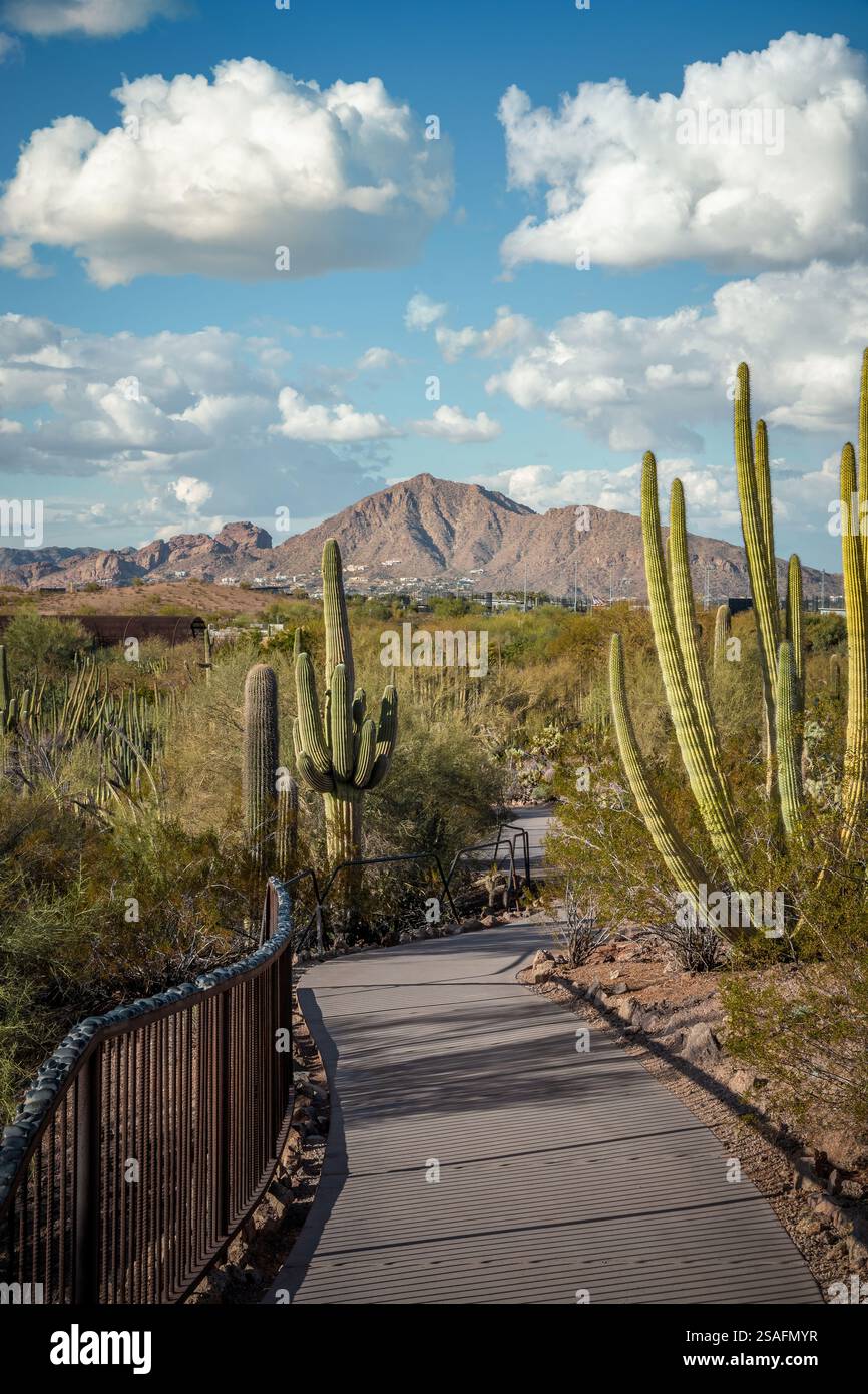 A daytime view of Camelback Mountain framed by desert cacti at the Desert Botanical Garden in ...