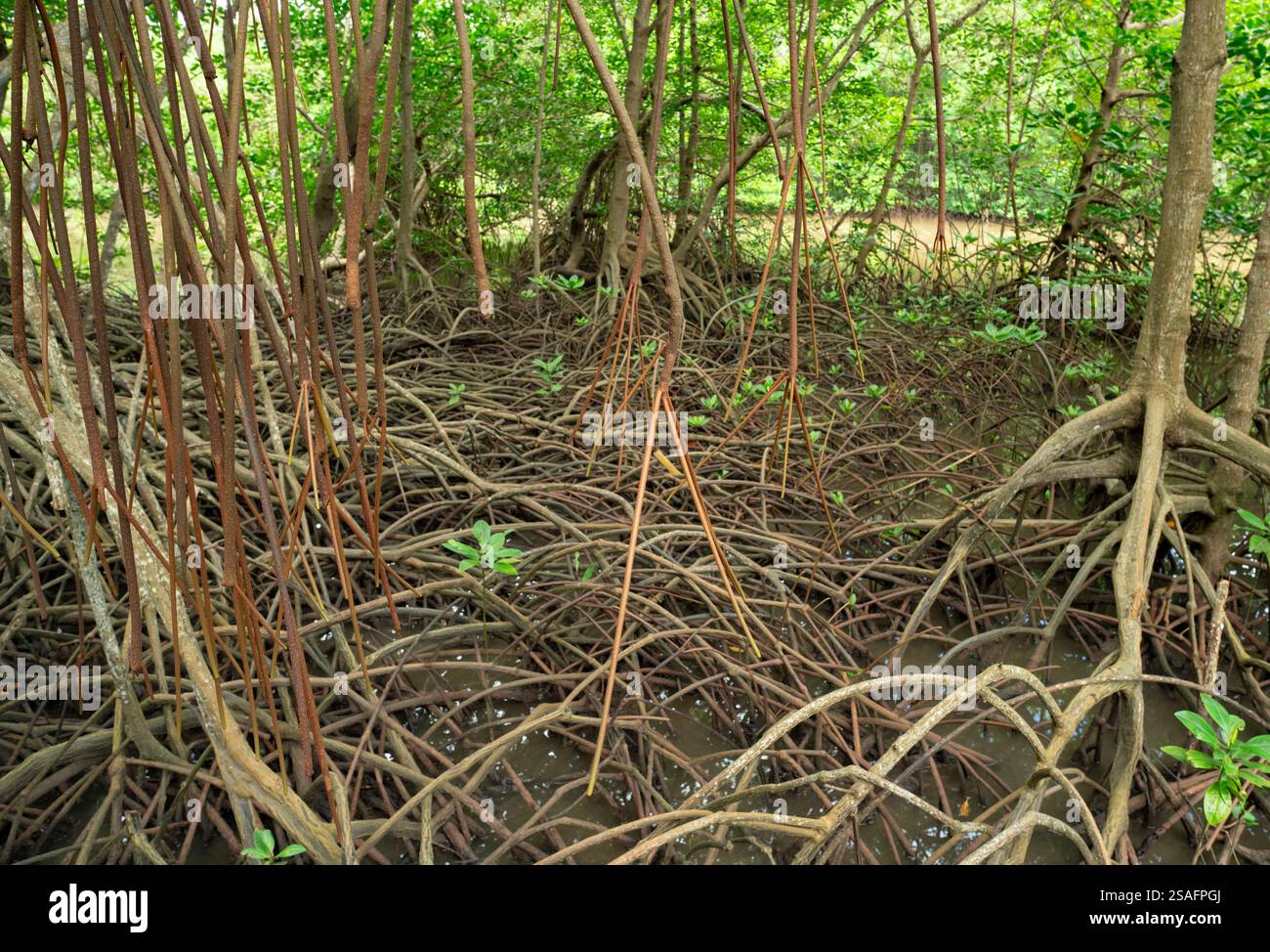 Root system of mangrove trees in coastal wetland forest. Natural carbon ...