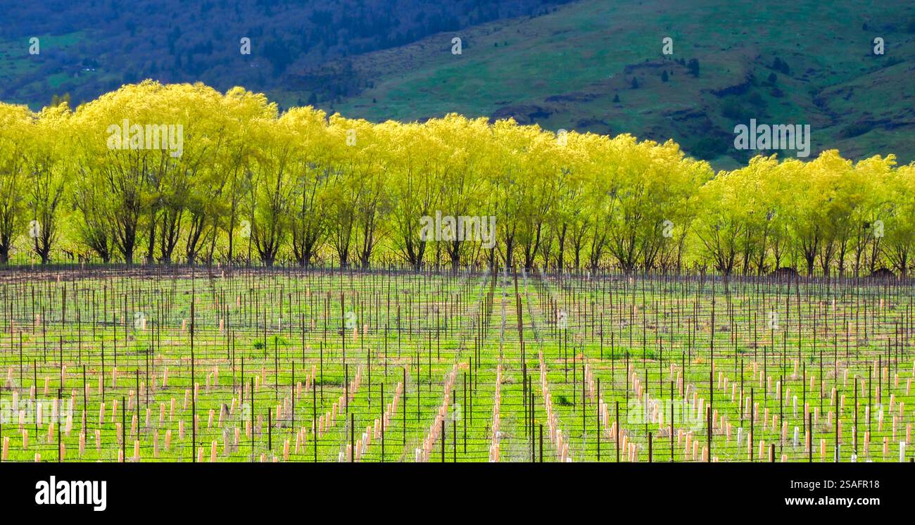New orchard planted with new trees and a backdrop of trees Stock Photo ...