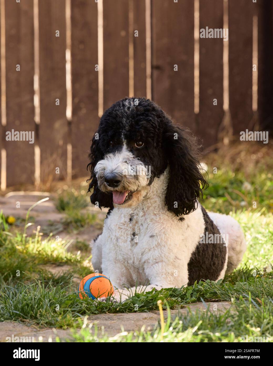 Poodle playing ball in backyard Stock Photo - Alamy