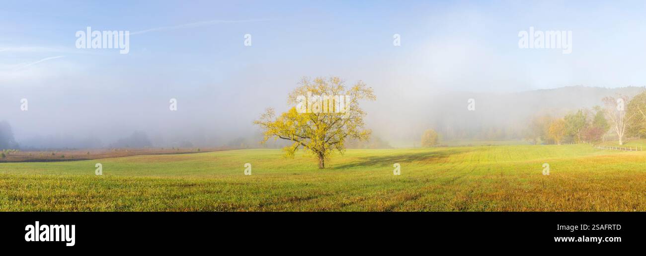 Walnut tree in fall and fog Cades Cove, Great Smoky Mountains National ...
