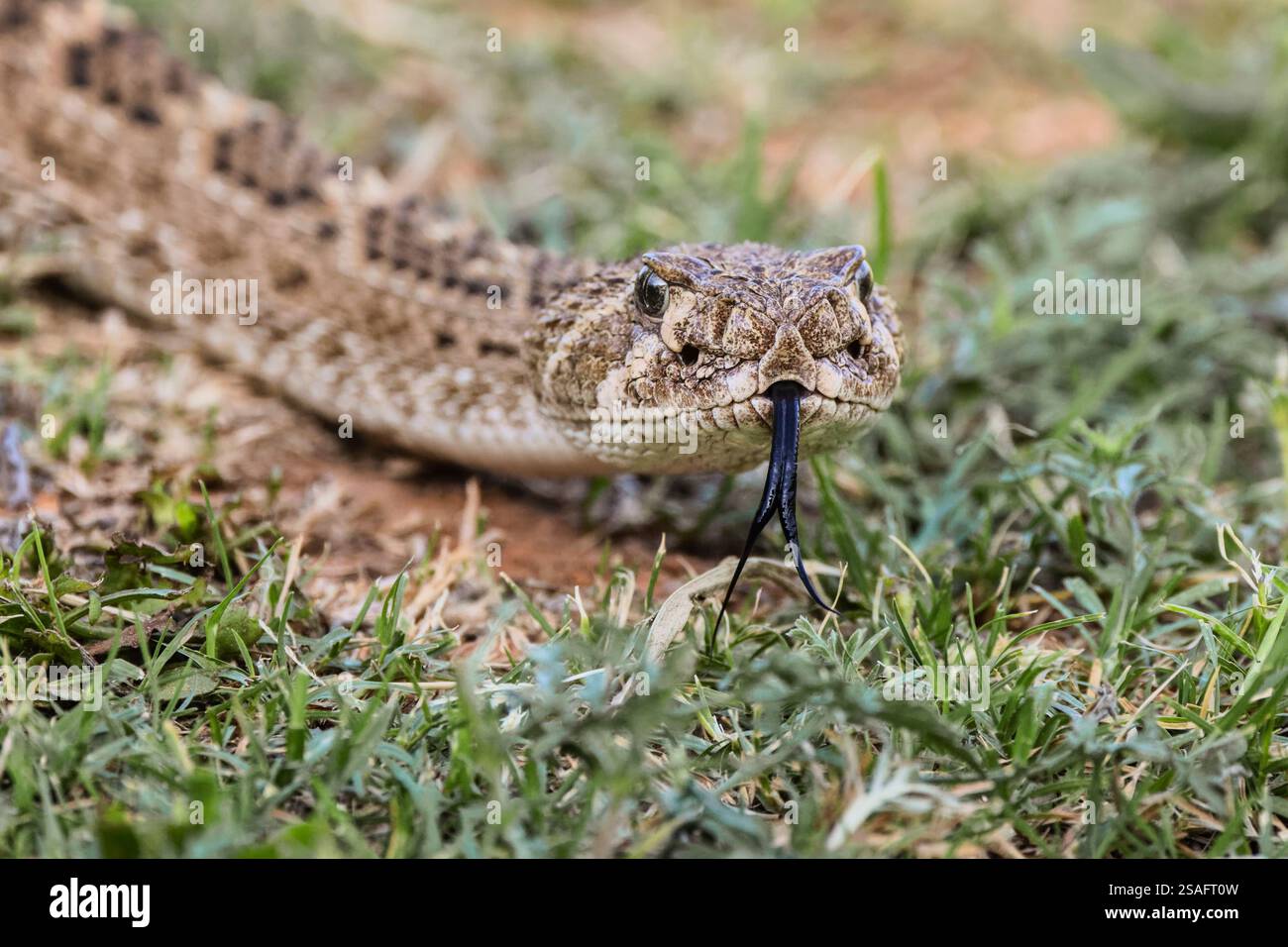 Rio grande texas danger hi-res stock photography and images - Alamy