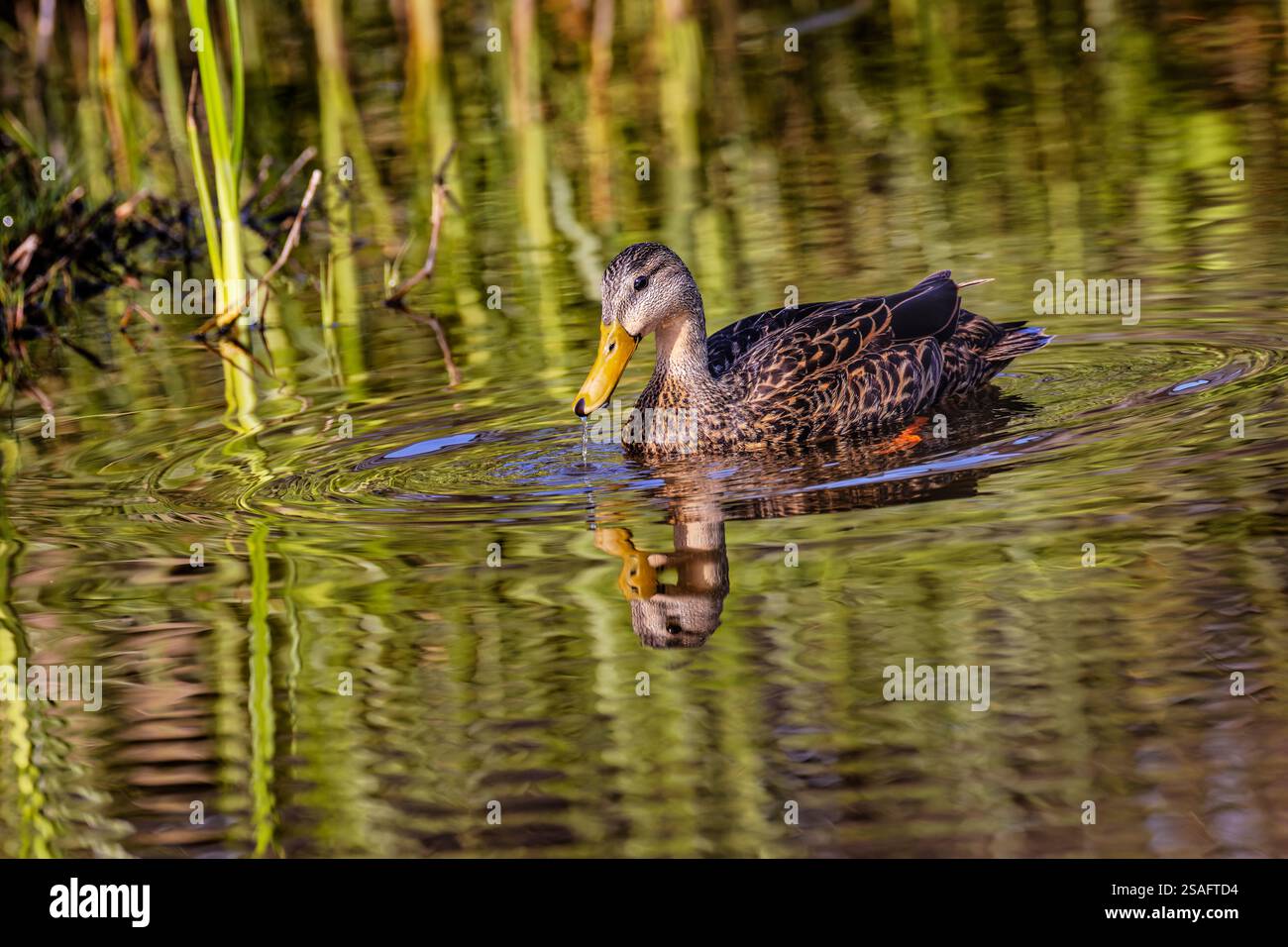 Female mallard and reflection, South Padre Island, Texas Stock Photo ...