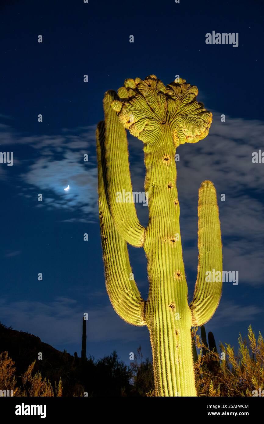 Mutant plant formation hi-res stock photography and images - Alamy