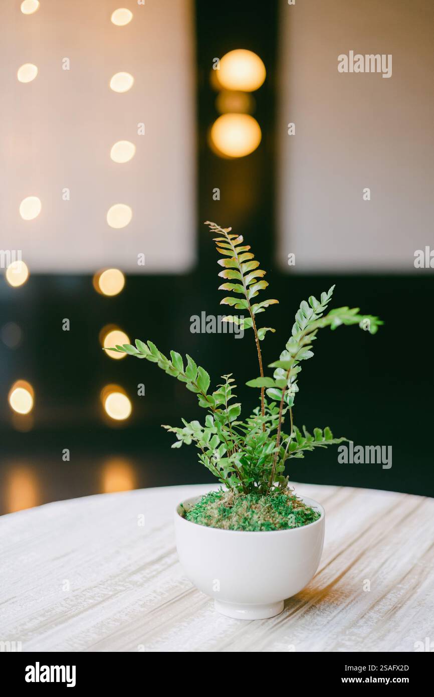 A delicate fern grows in a simple white pot atop a wooden table. Soft ...
