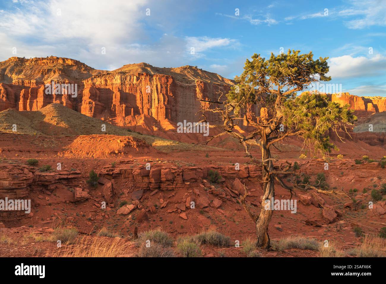 Juniper tree on Panorama Point, Capitol Reef National Park, Utah Stock ...