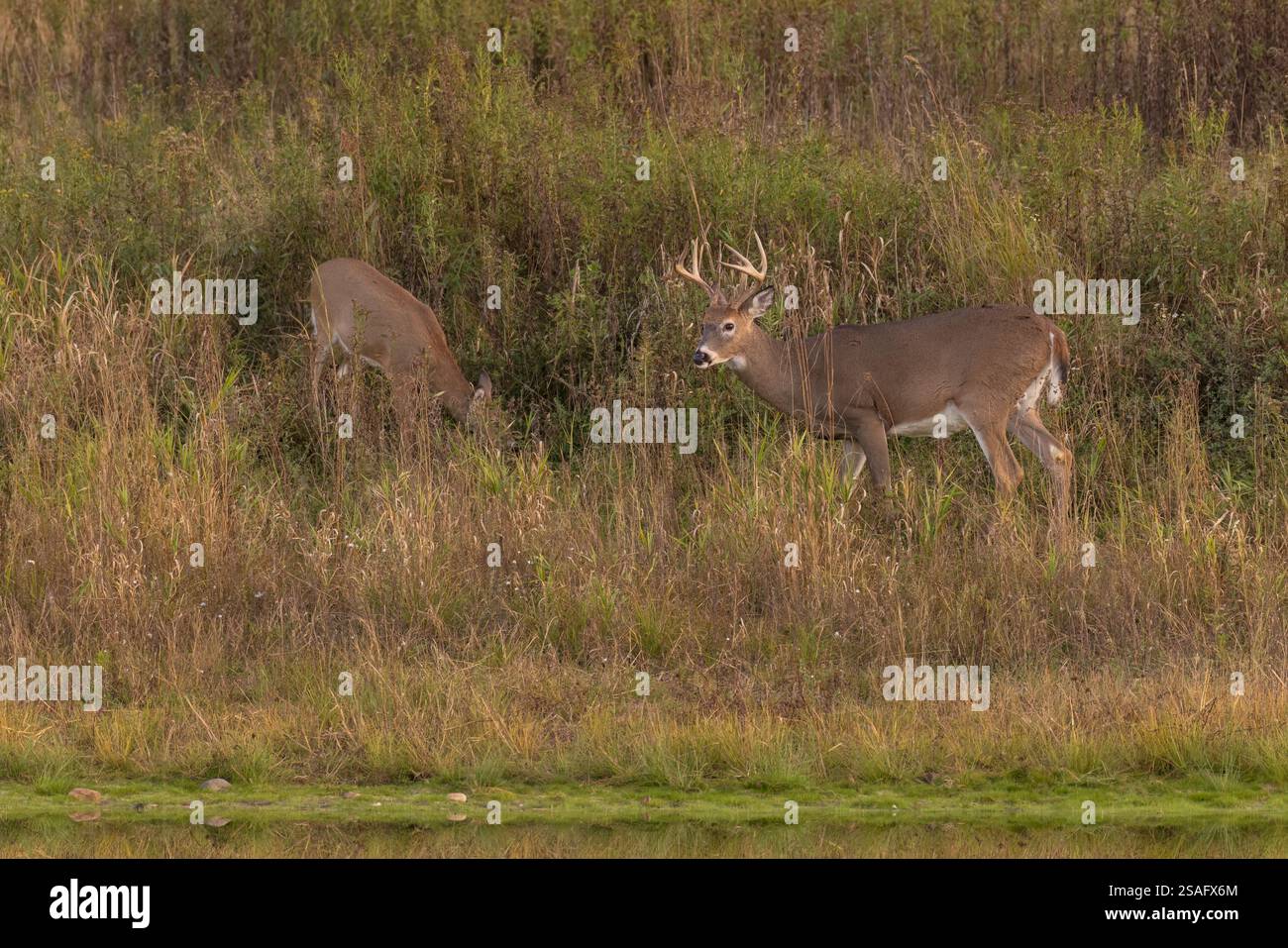 White-tailed buck and doe on an October evening in northern Wisconsin ...