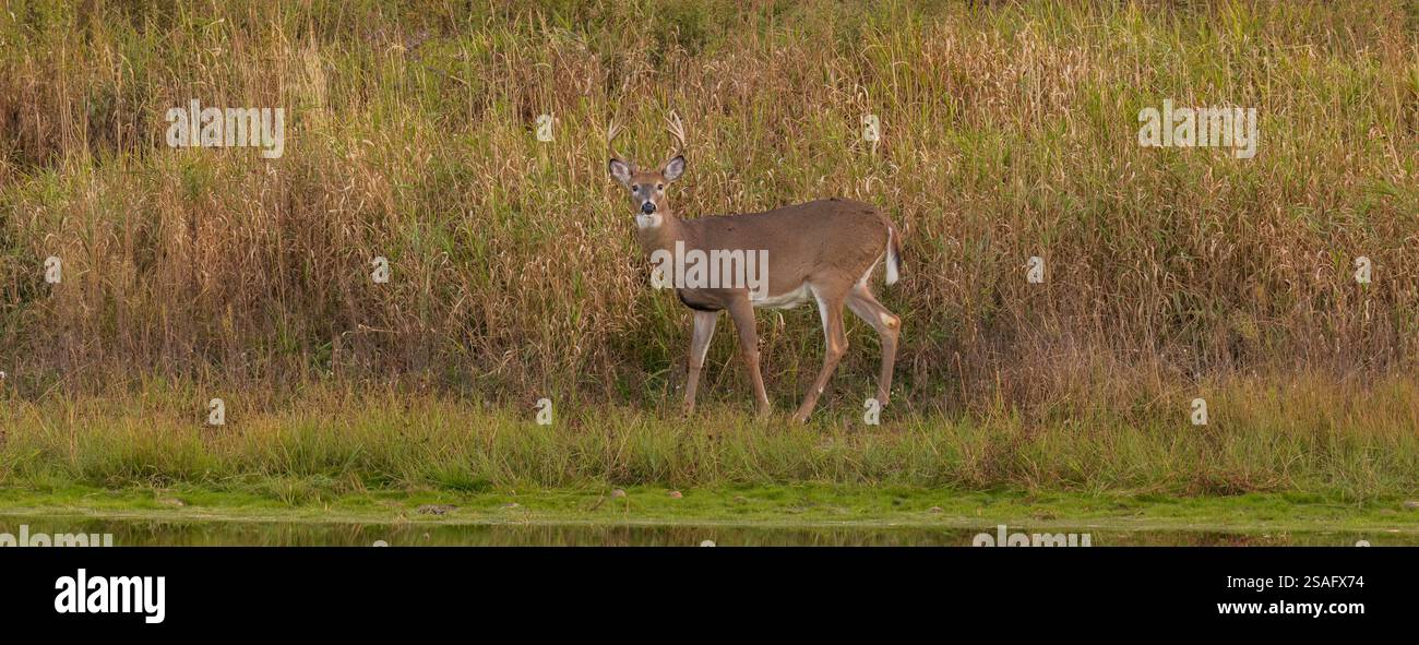 White-tailed buck on an October evening in northern Wisconsin Stock ...