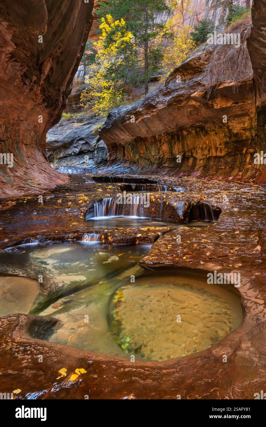 Emerald green pools in The Subway, Left Fork of North Creek, Zion National Park, Utah Stock ...