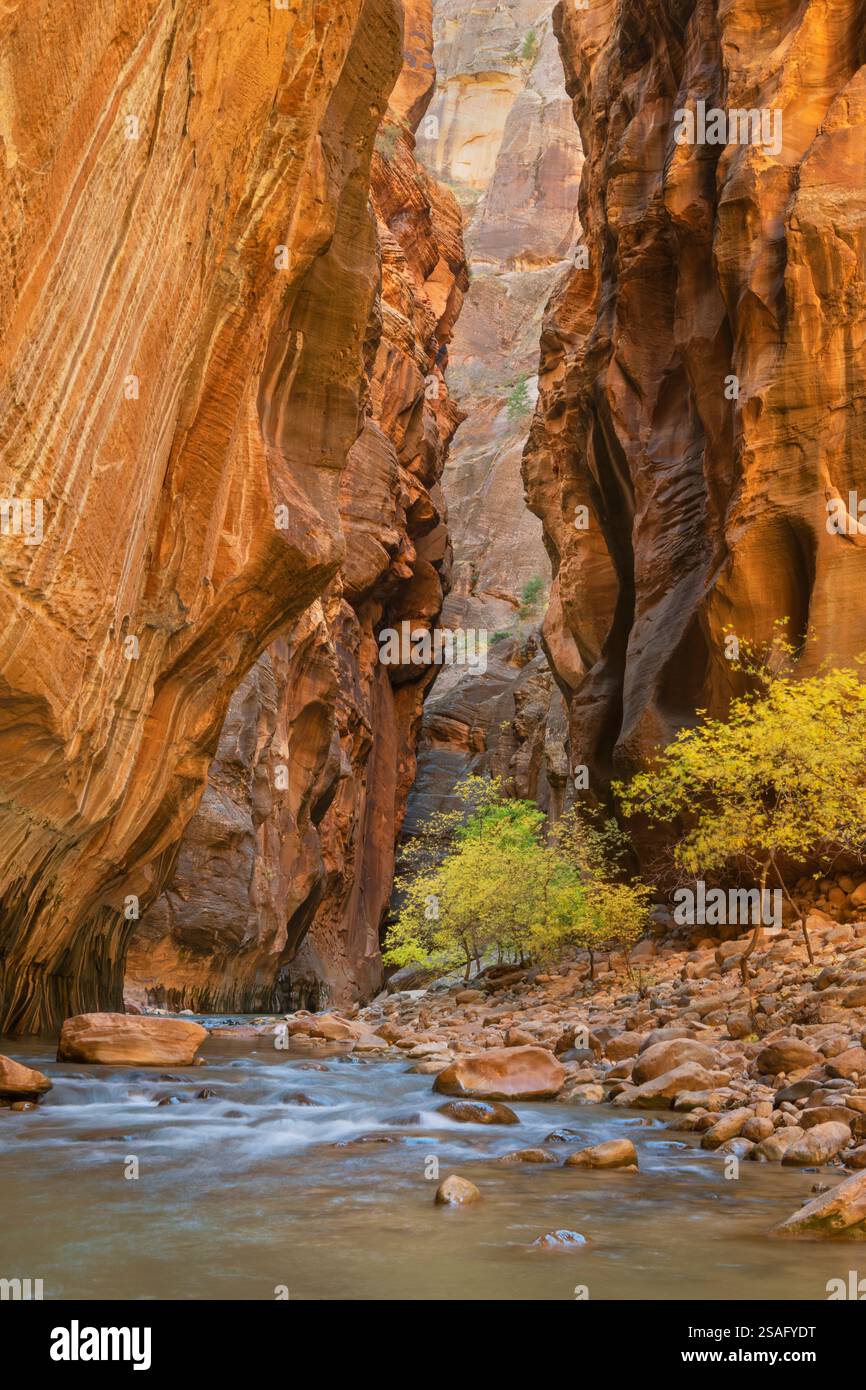 Fall color in Zion Canyon The Narrows, Zion National Park, Utah Stock ...