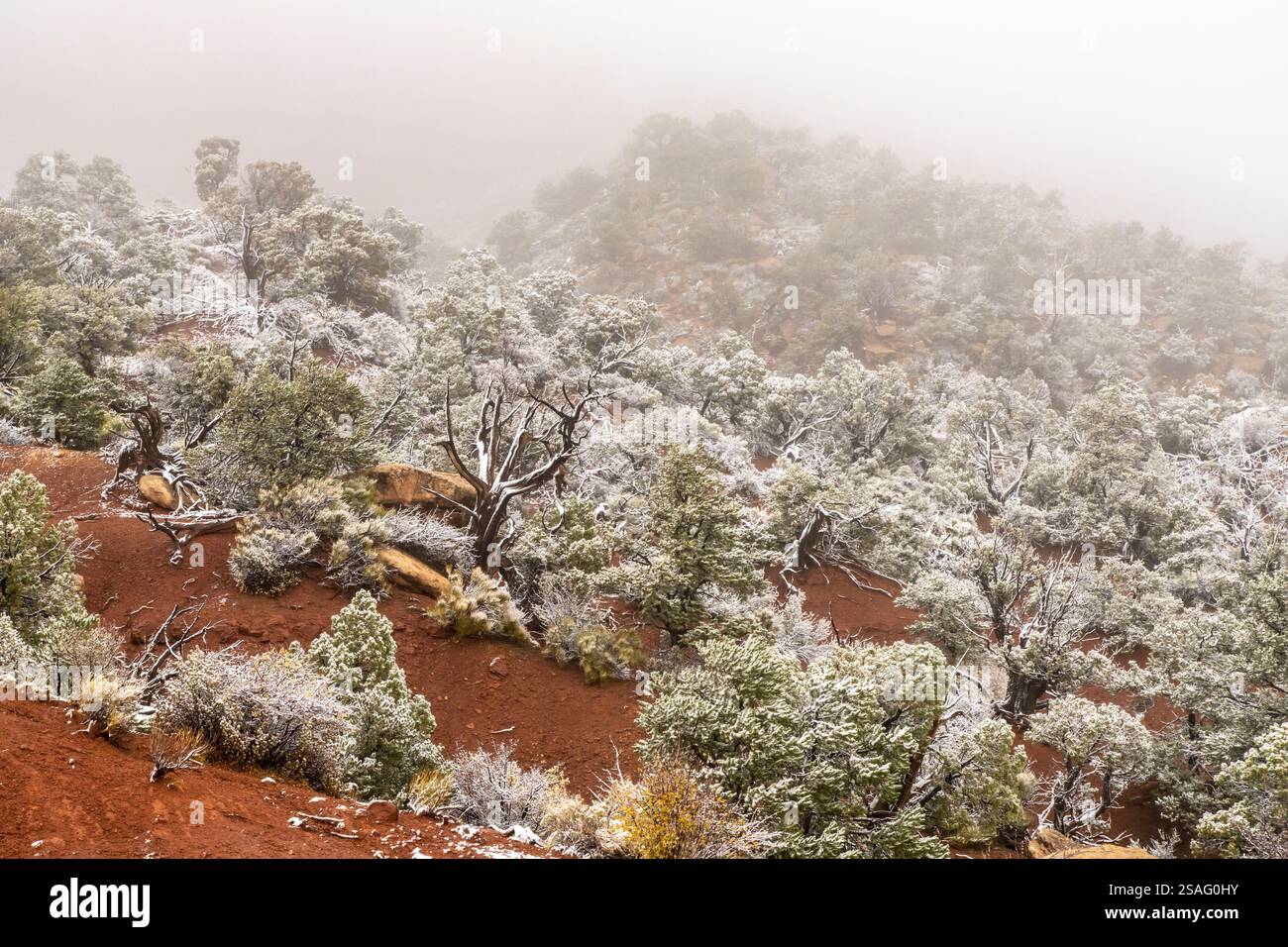 USA, Utah, Bear's Ears National Monument. Fog and snow on trees Stock ...