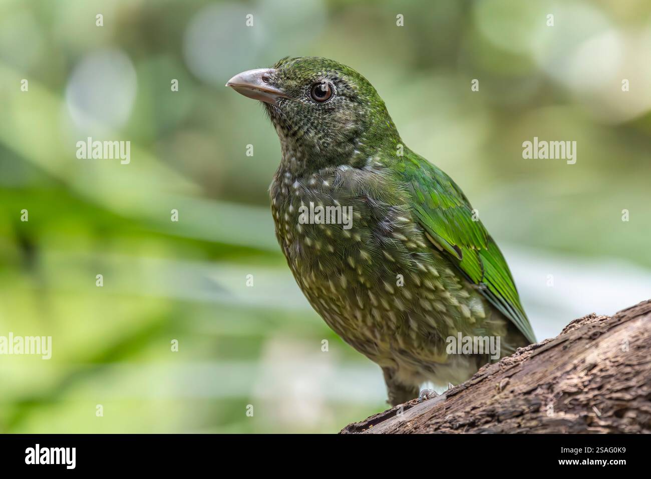 Close up of an Australian Green Catbird Stock Photo - Alamy
