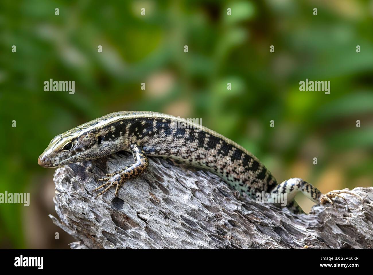 Australian Eastern Water Skink basking on log Stock Photo - Alamy
