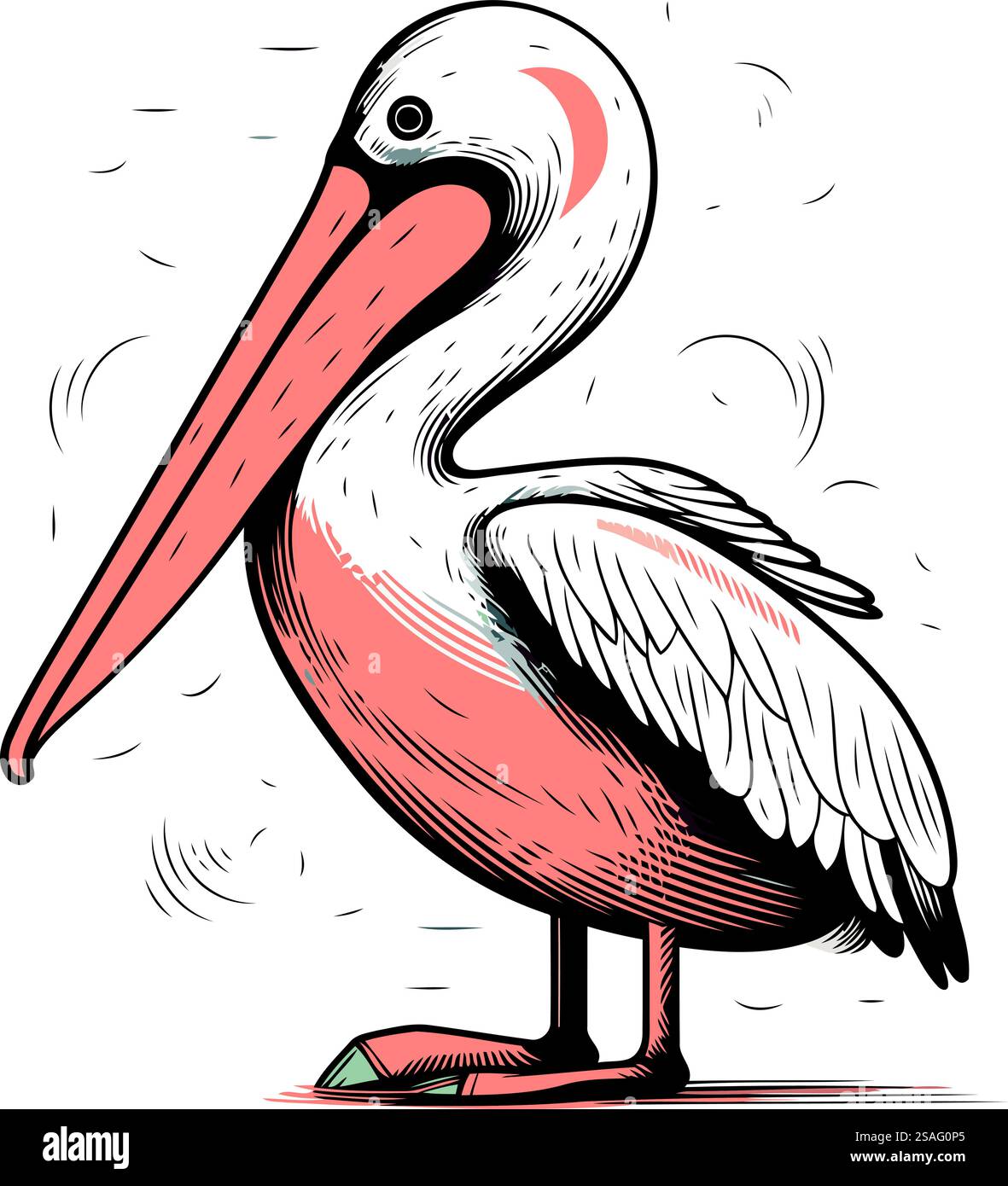 Pelican. Hand drawn vector illustration isolated on white background ...